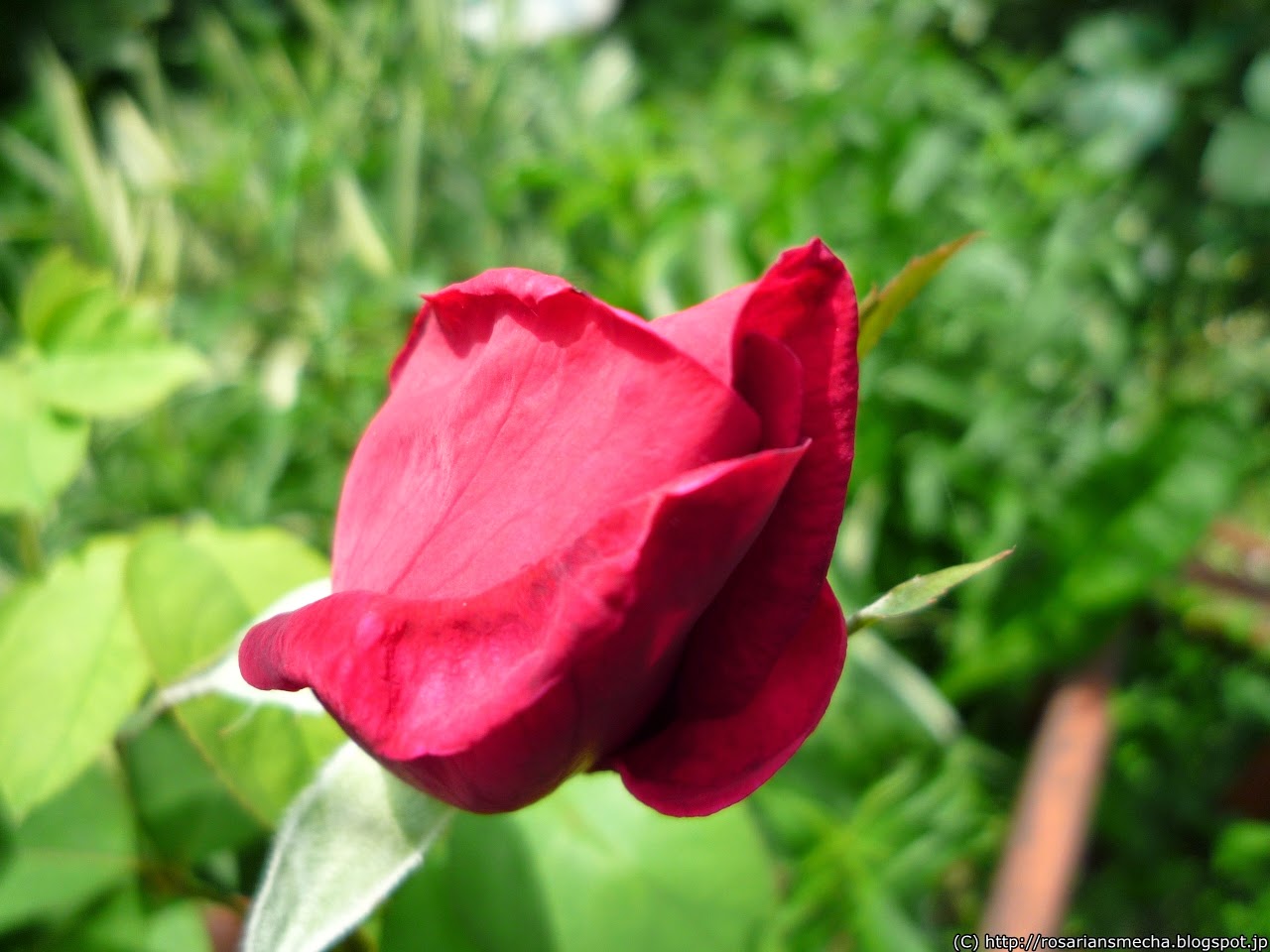 Rosarian's Mechanical Kitchen: いま咲いているバラ ミランディー (Mirandy)