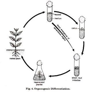 Exam A2Z: Organogenesis