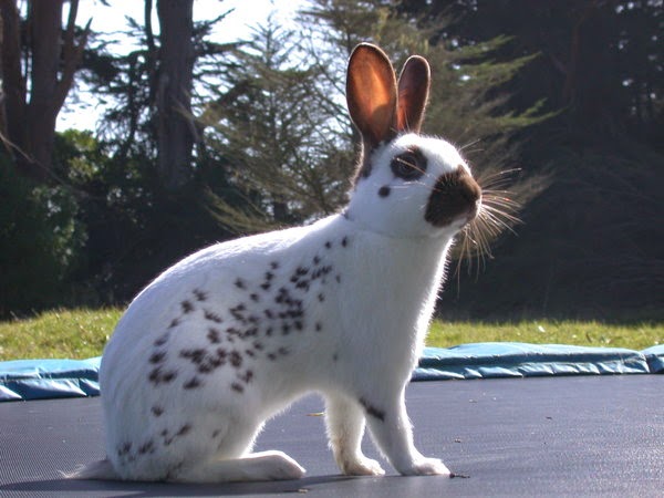 Breed Rabbit and Cavies: Full Arch Type Posing