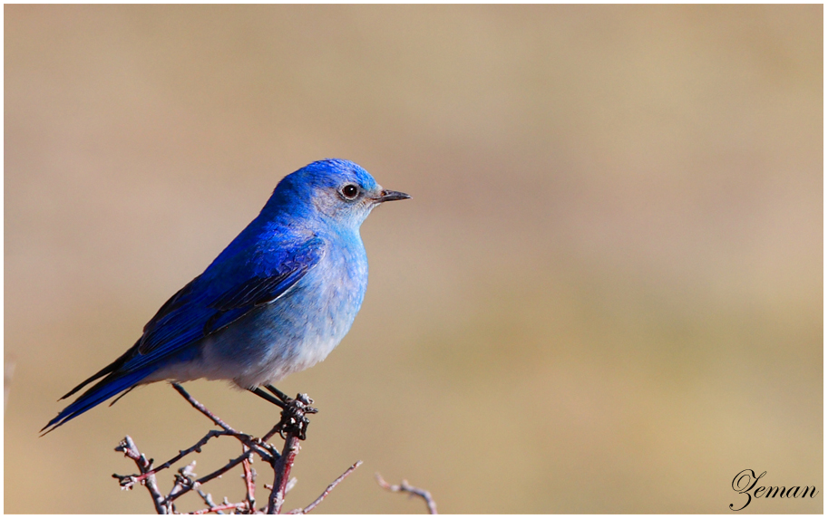 Un libro un mundo: Pajaro azul Charles Bukowsky