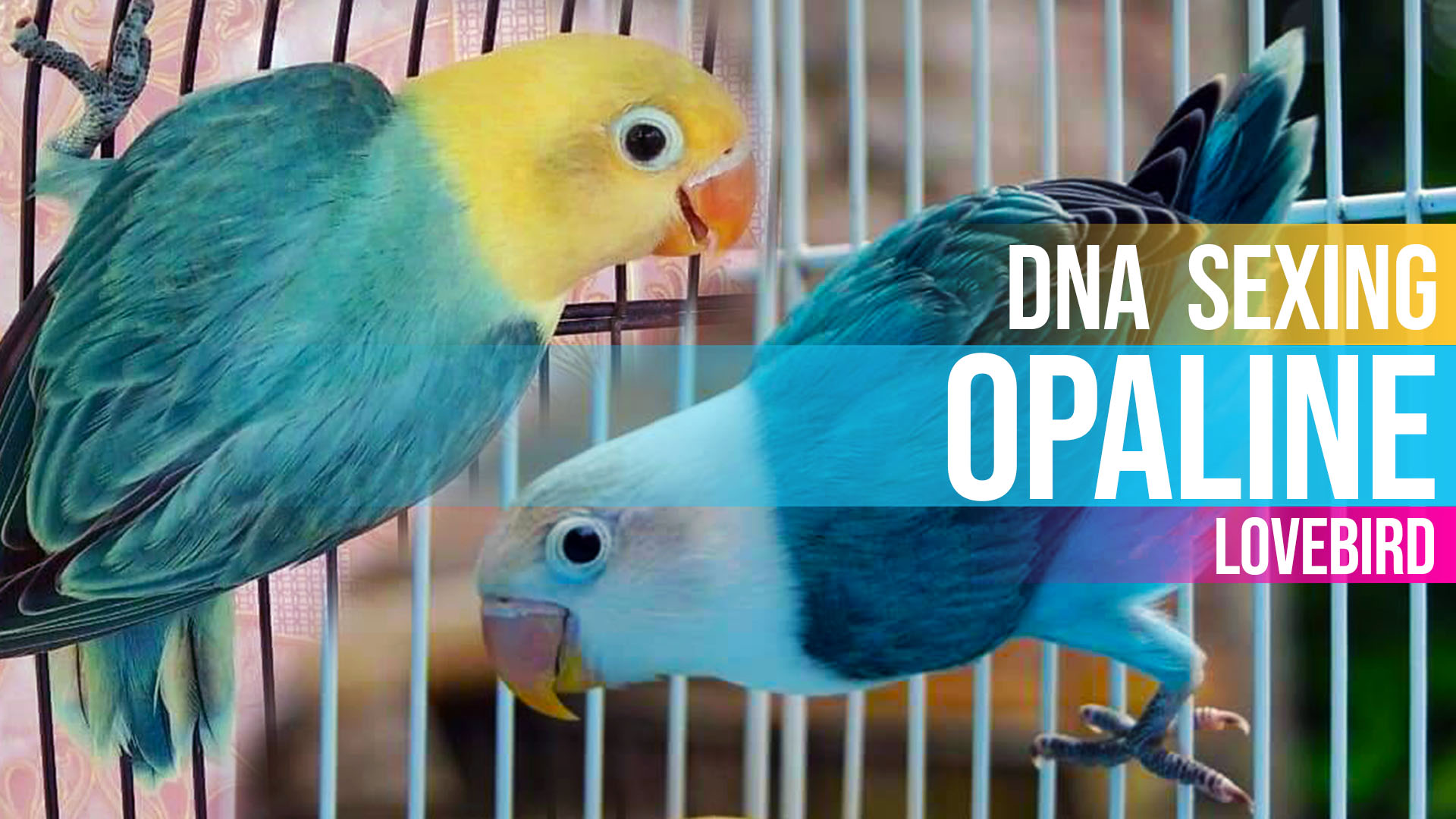 DNA Sexing On A Opaline Lovebird - Lovebird Breeding Tips And Mutations Guide