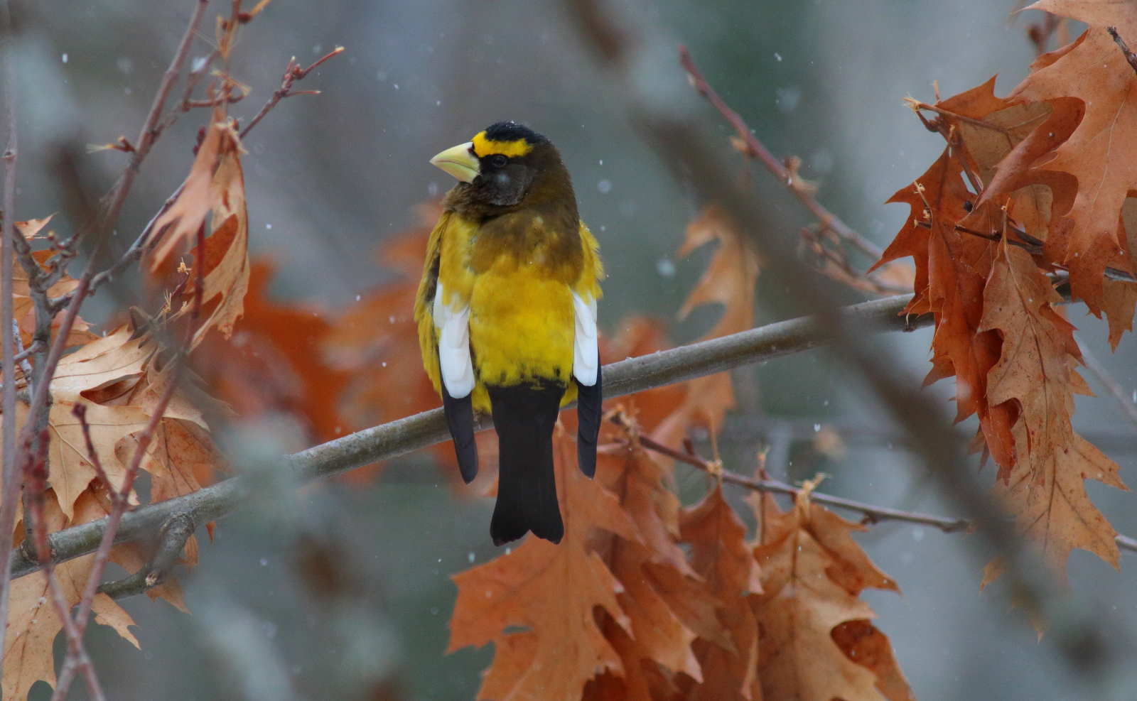 Birds and Nature North America: Algonquin Provincial Park, Winter 2016-2017