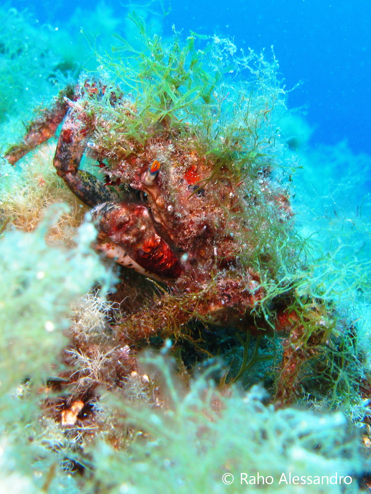 Necton e Plancton: Crostacei: Granceola Piccola