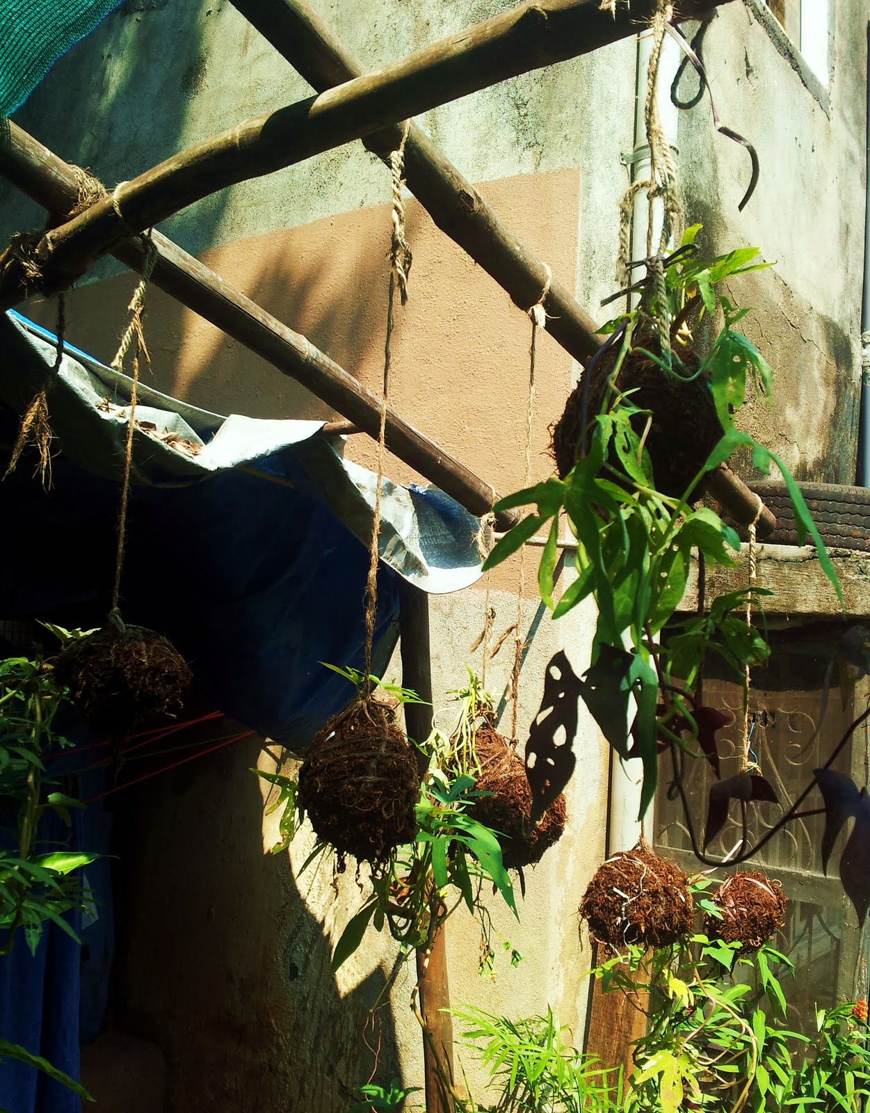 Vriksha Nursery: Inverted string kitchen gardening...!
