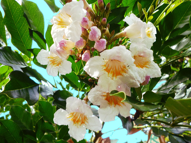 Asian Bell Tree - Radermachera | SL Flora
