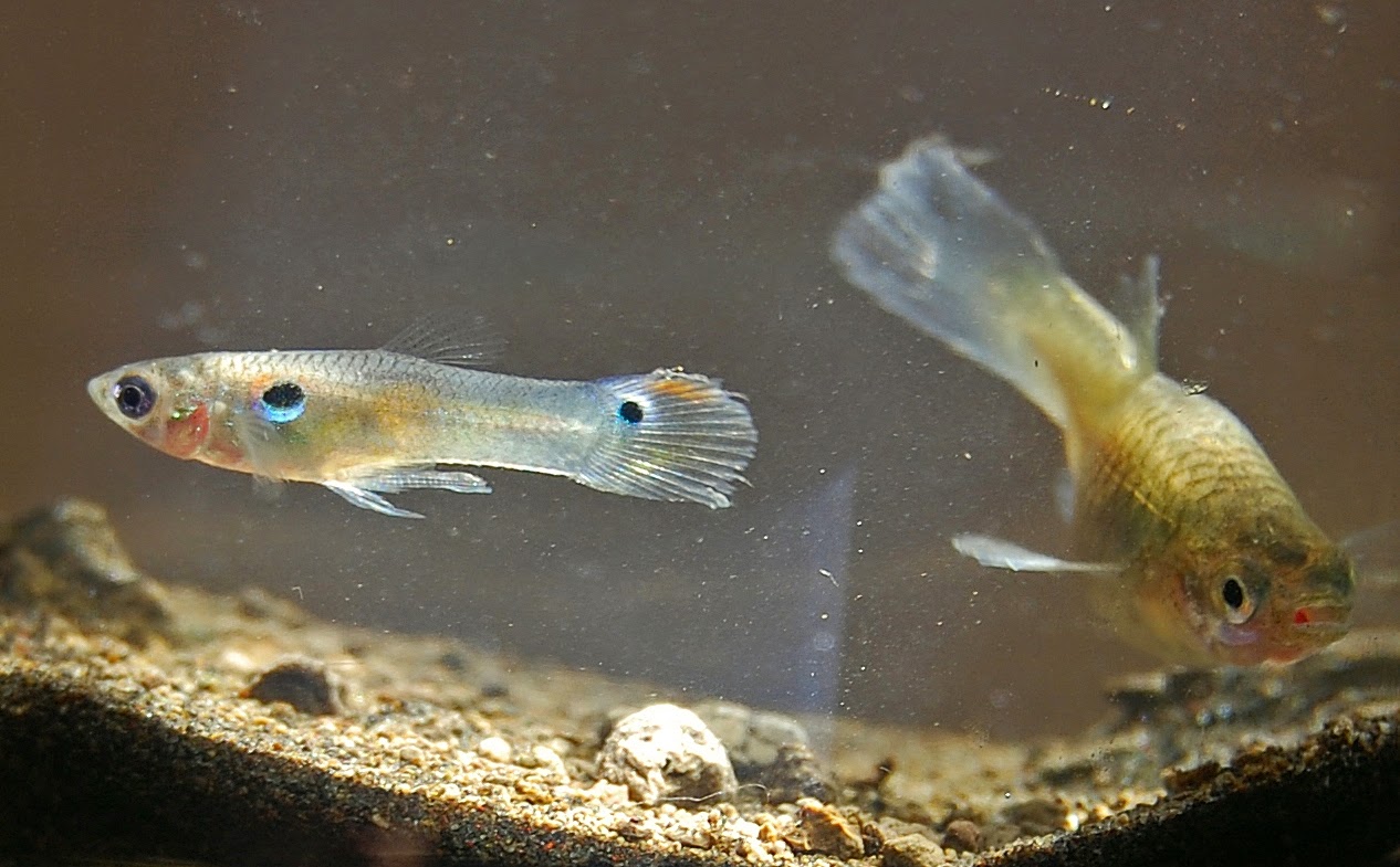 Umpan Ampuh Ikan Golsom Menggunakan Ikan Impun | Blogger Mancing