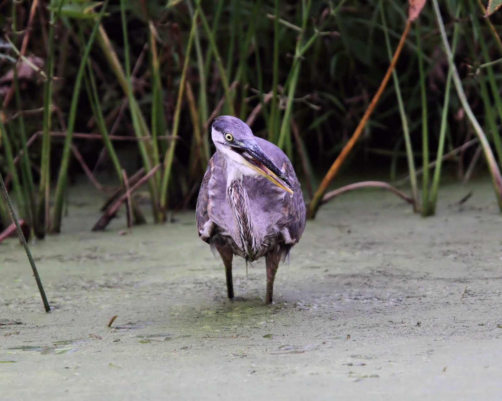 Birds from Behind : On the prowl...