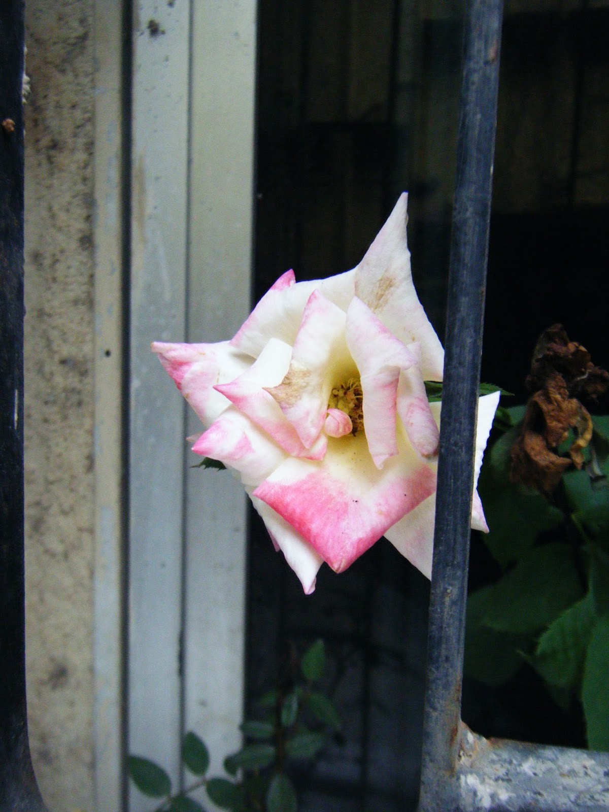 Flora of India: White & Pink Rose (Ornella Muti)
