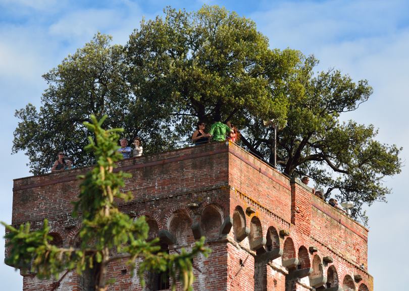 Guinigi Tower Crowned With Oak Trees