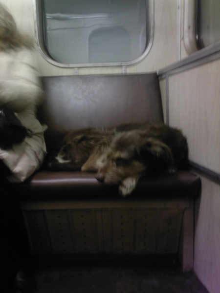 Working Service Dog Report: More Moscow Subway Dogs