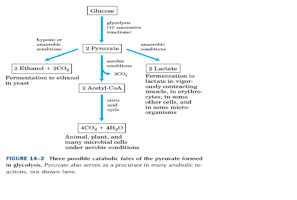 Bioquímica: Destinos del piruvato