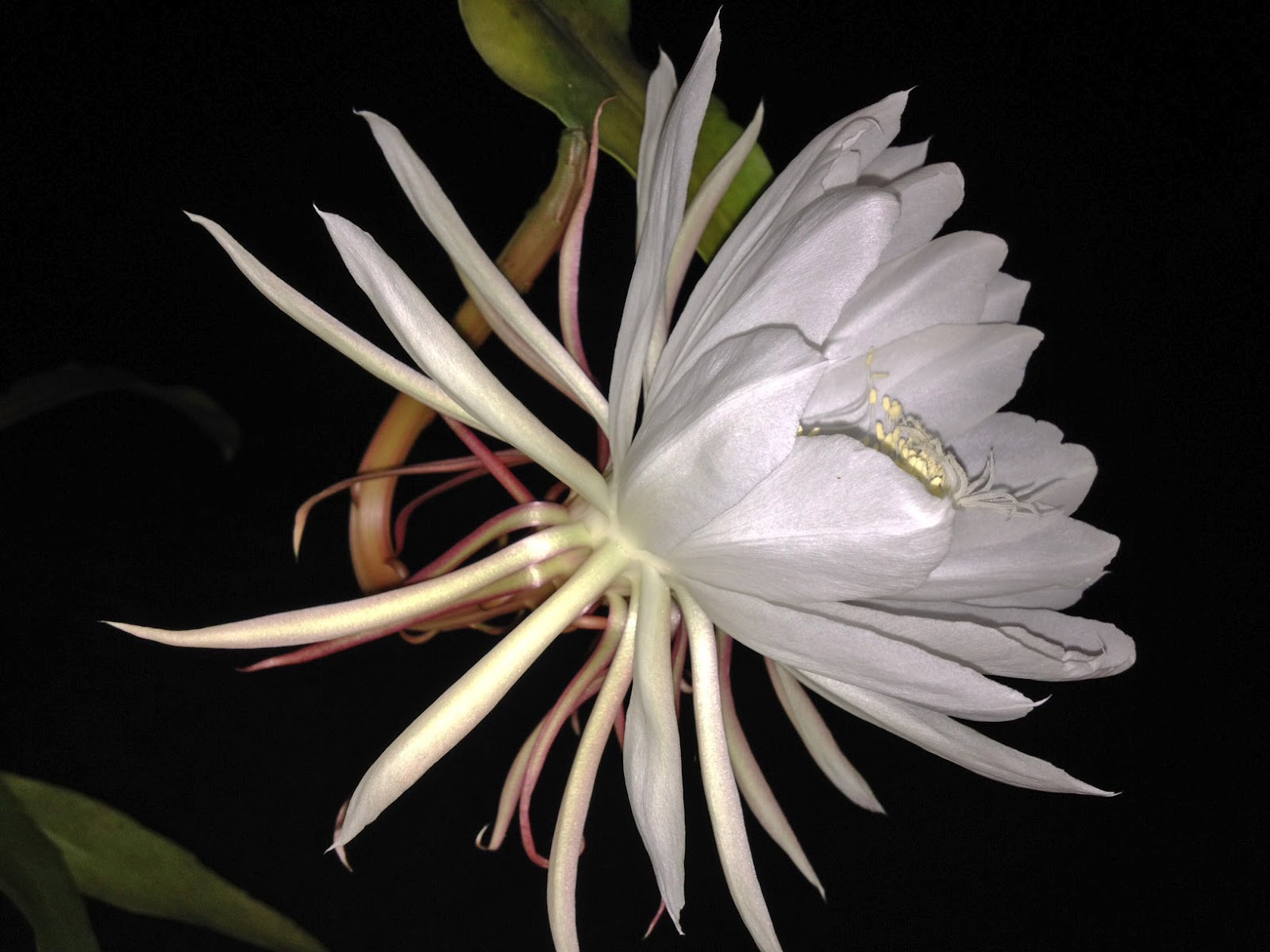 MARIETTE'S BACK TO BASICS: {Night Blooming Cereus (Epiphyllum ...