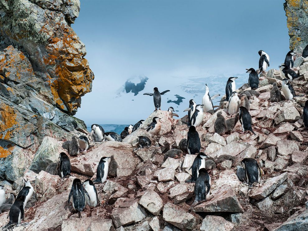 Booth Island, Antarctica - World full of Art