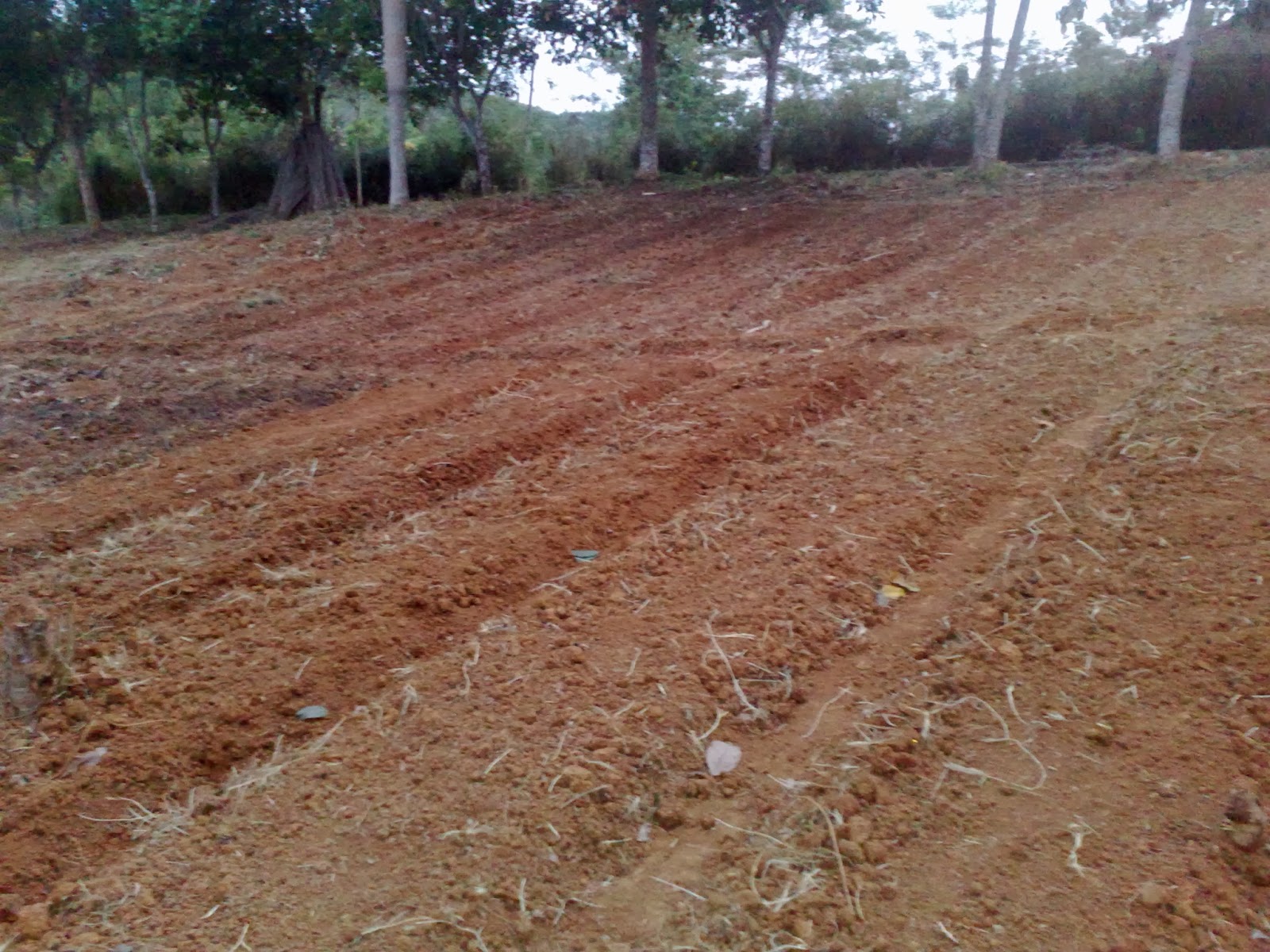 PEMBUATAN BEDENGAN ~ Lawu Alami Agro Farming