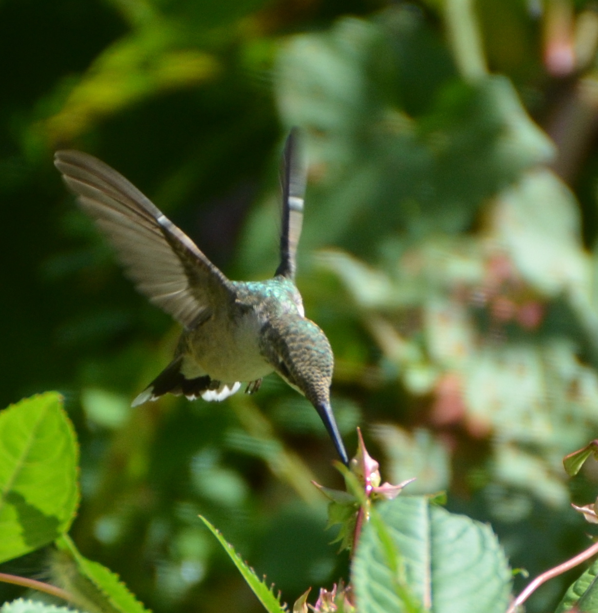 Flower Hill Farm: Ruby-throated Hummingbirds Within the Late Summer Garden