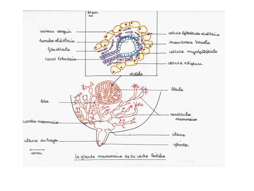 TNLA-2015 AgroParisTech: Quelques infos sur la biologie de la lactation