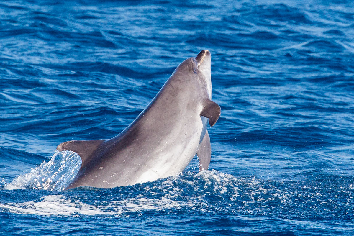 Wildlife Diaries: Southern Spain Part II - Tarifa