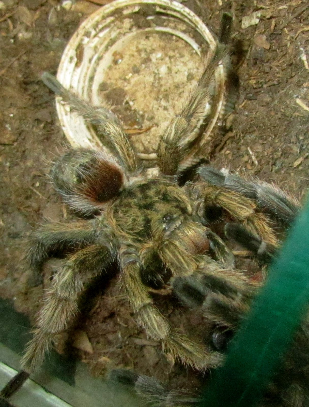 Tarántulas Chilenas : Euathlus sp dorada Cópula