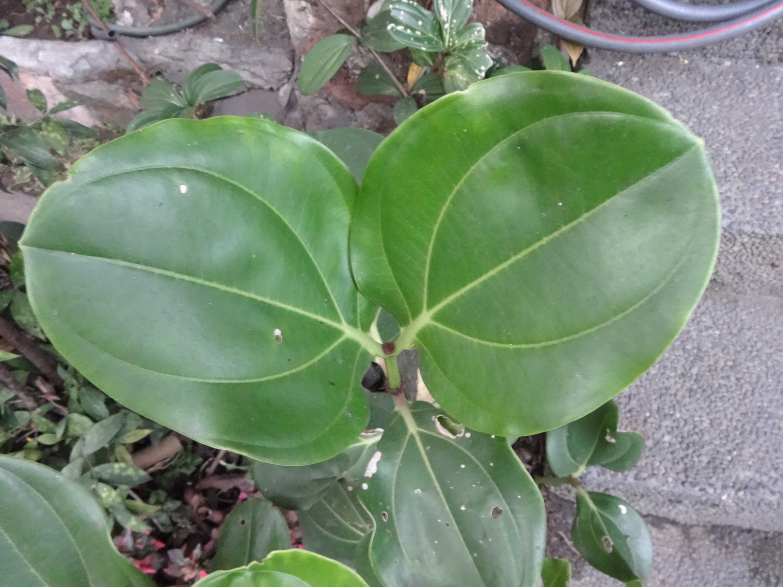 Herbs from Distant Lands: Medinilla magnifica, Medinilla pendula ...