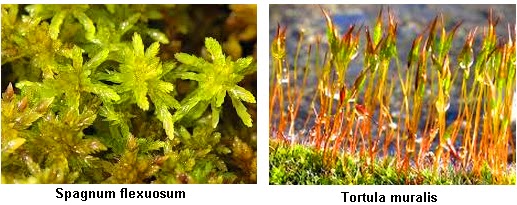 Ciri-Ciri Tumbuhan Lumut (Bryophyta) - ihsatomi