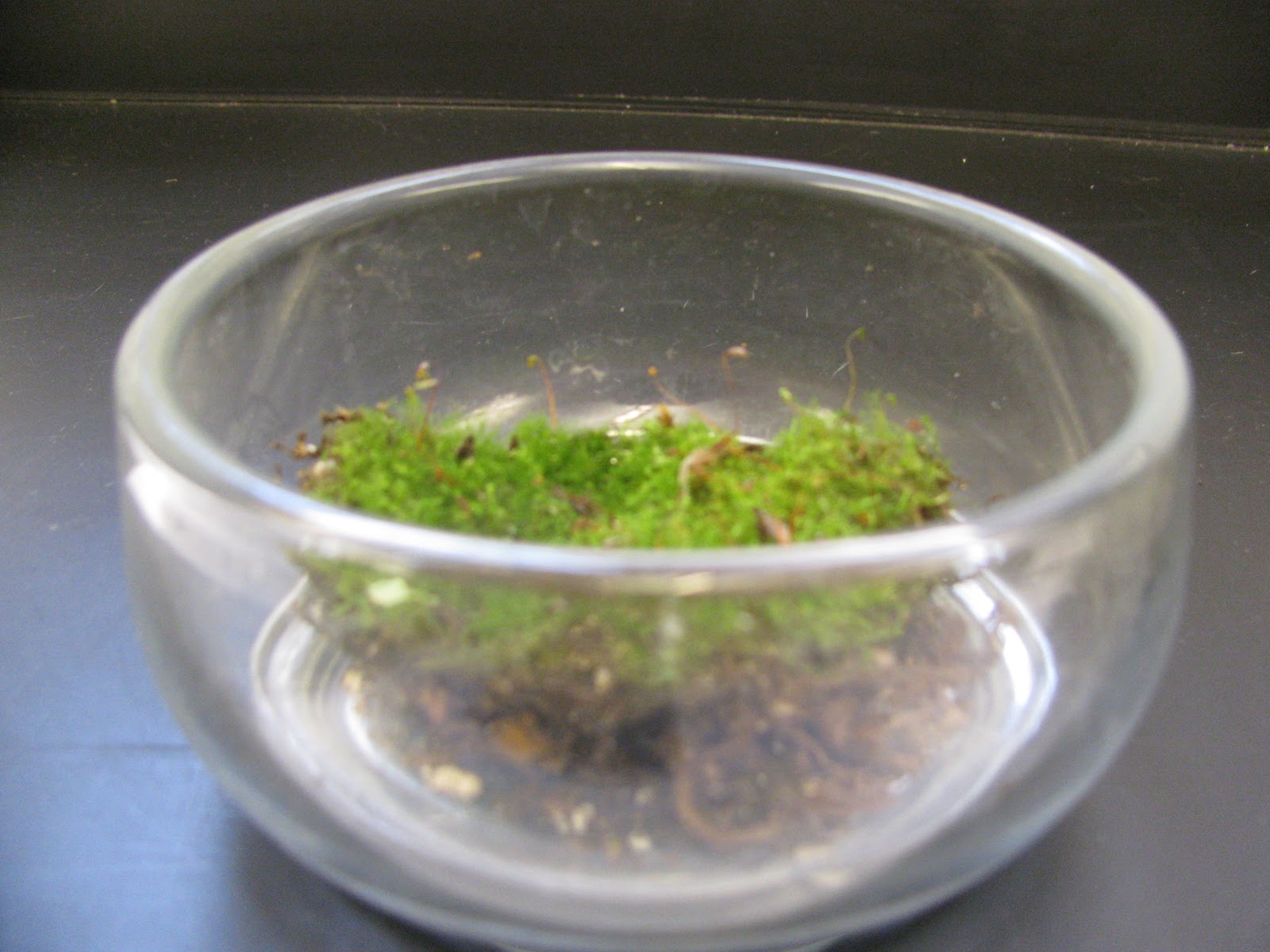 UF BOT 2710: Practical Plant Taxonomy: Lab 4: Alternation of generations