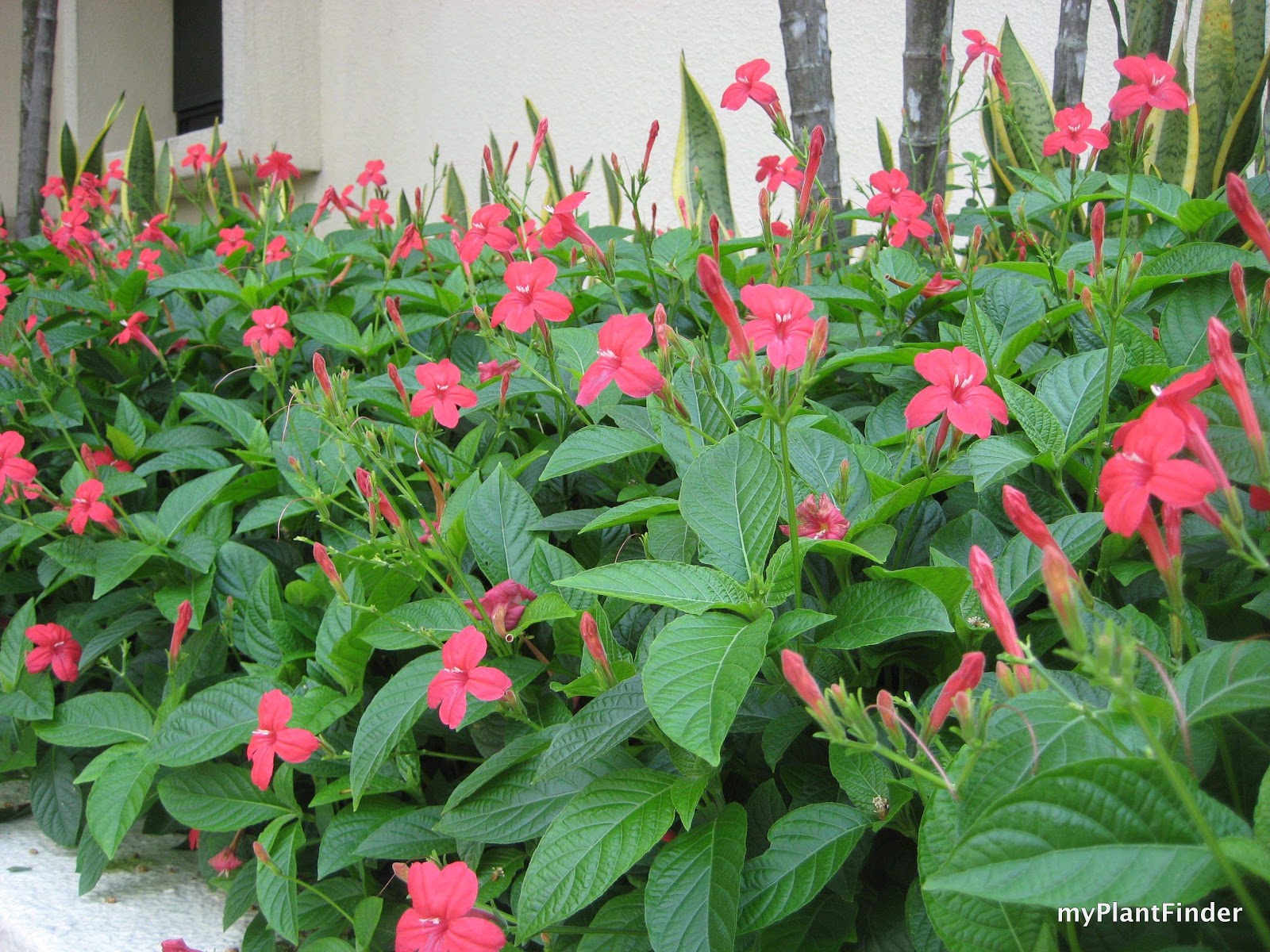 MY PLANT FINDER | Plant Guide: Ruellia rosea