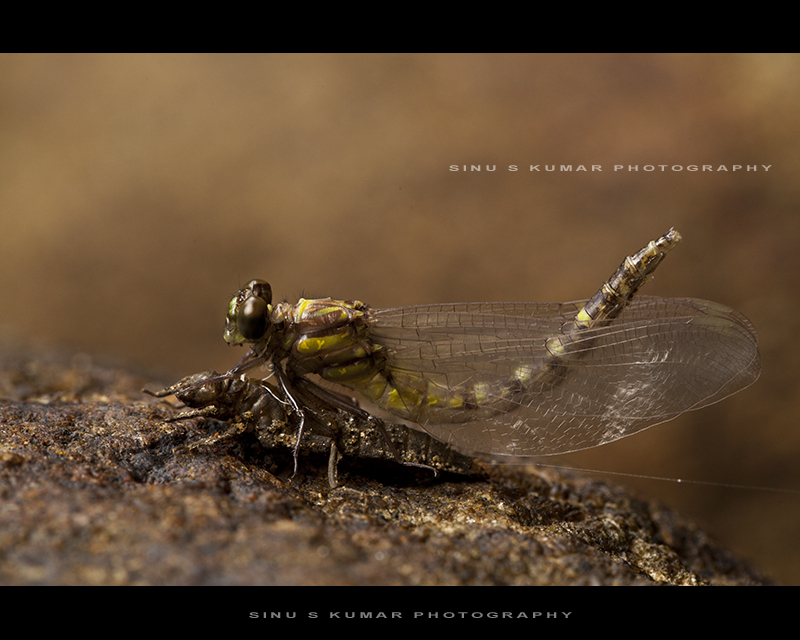 School Of Digital Photography: Macro Photography – Gearing Up for Macro ...