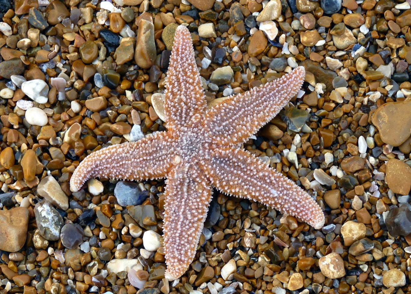 The Pevensey Leveller: January 2014