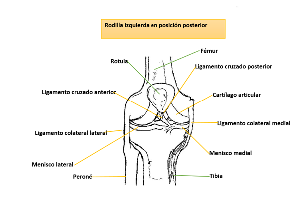ANATOMÍA RADIOLÓGICA : 2. MIEMBRO INFERIOR