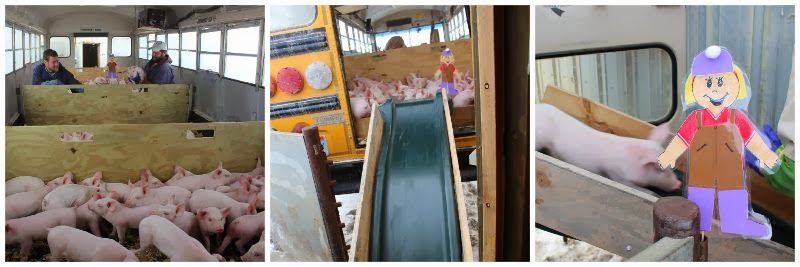 Tales of a Kansas Farm Mom: Flat Aggie on a Kansas Pig Farm