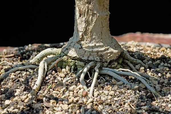 Cara Membuat Bonsai Kembang / Bunga Sepatu - Suka Bonsai