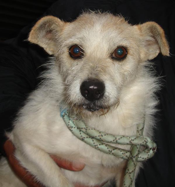 NOBLE GALGO: Dana nunca ha conocido el calor de una familia...