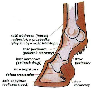 Poznaj świat zwierząt: Konie