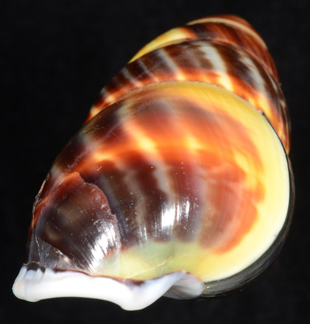 Dr. Lee's Gallery Museum: Amphidromus perversus butoti melannoma 45.19mm