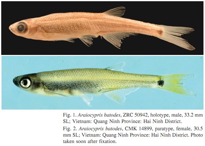 Species New to Science: [Ichthyology • 2008] Araiocypris batodes • a ...