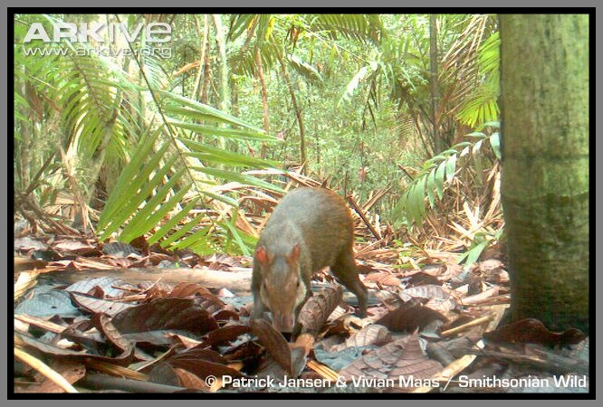 Beszamel i spółka bez ograniczeń: Rodzina Dasyproctidae. Rodzaj ...