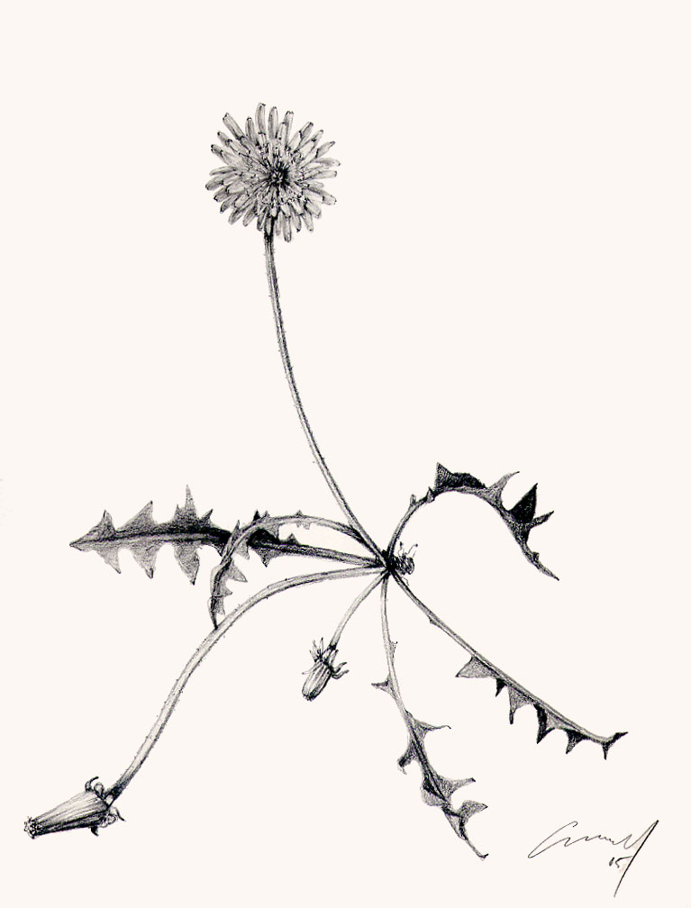 sketches and impressions: Dandelion Botanical