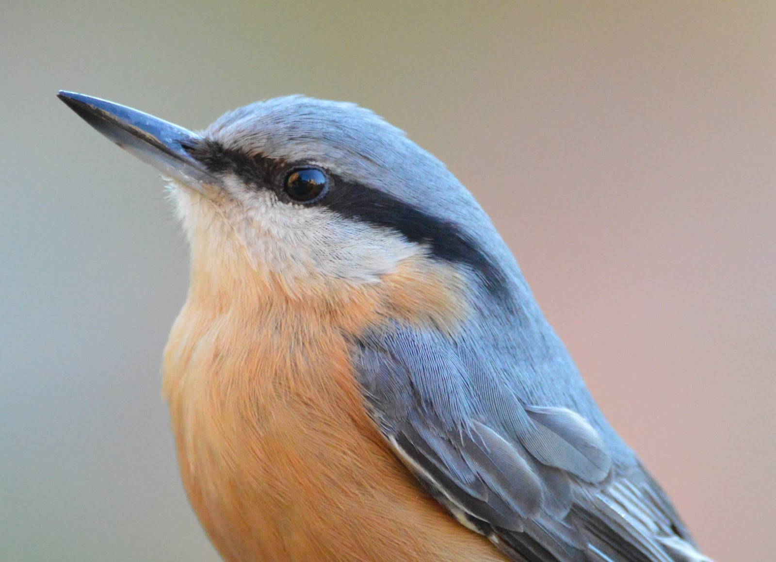 Ocells de Vallgorguina: 01-02-2016
