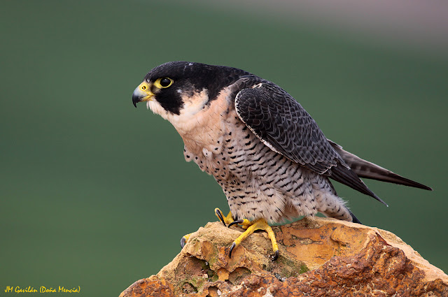Fotografía de Naturaleza - JM Gavilán: El Halcón peregrino, Falco ...