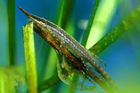 Twig Catfish Algae Eater in a Fish Tank - Freshwater Fish Species