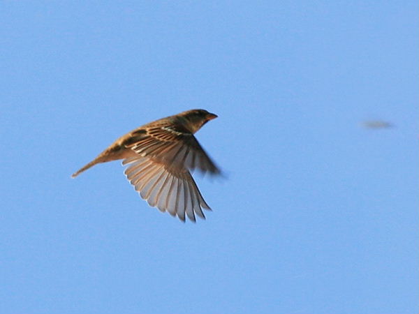 Imágenes de Pájaros: Gorriones
