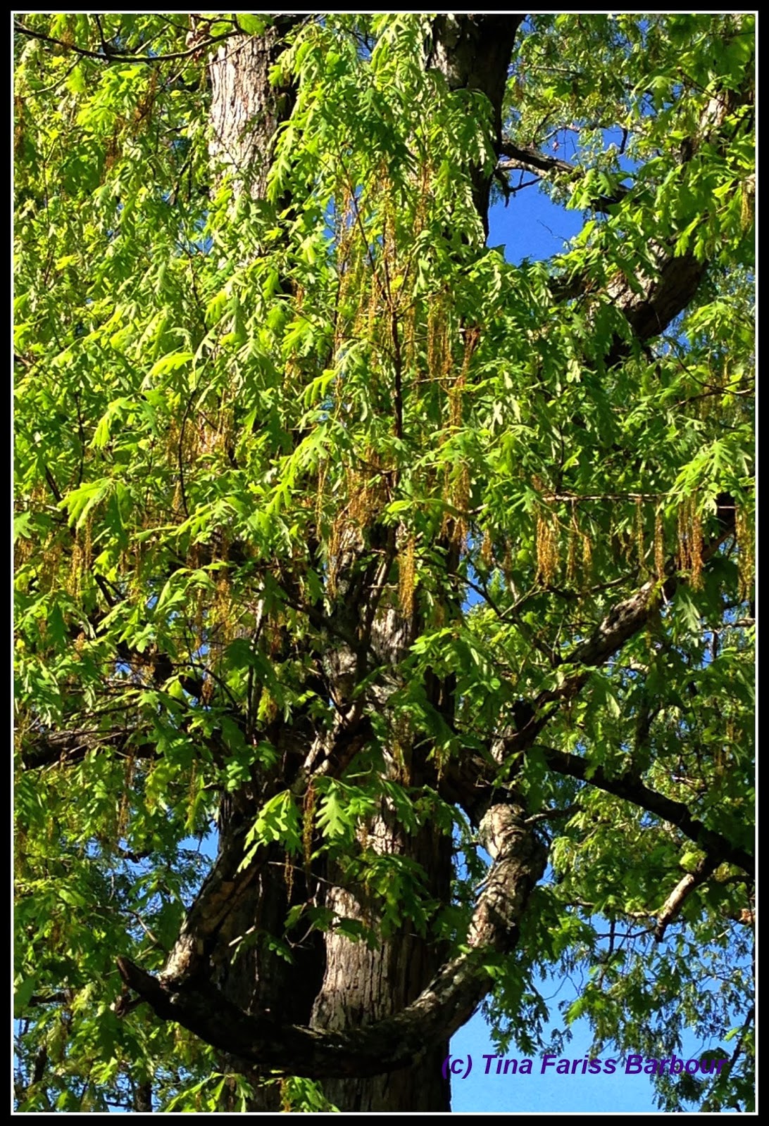 Bringing along OCD . . . : The second wave