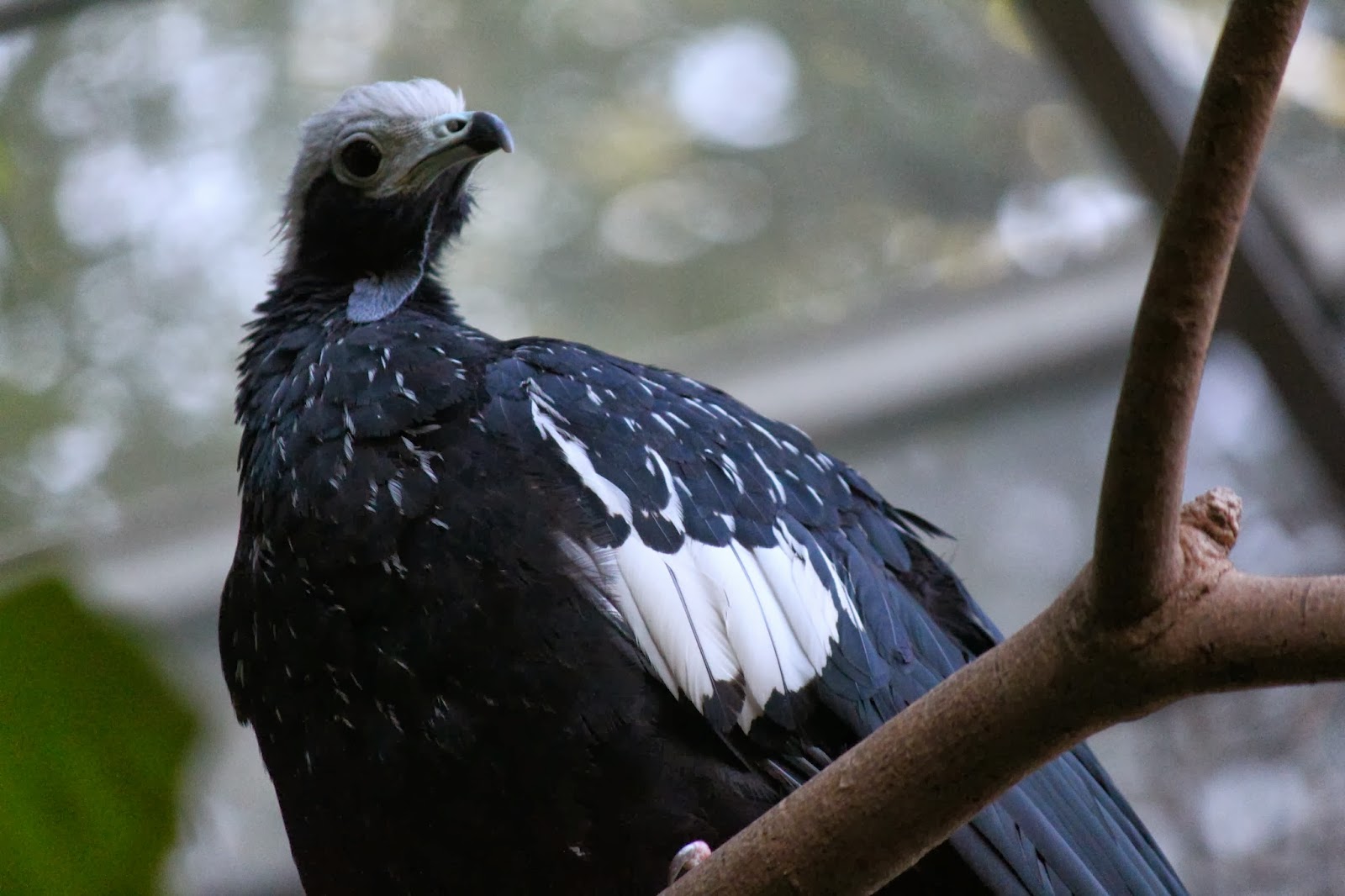 TORONTO ZOO PHOTOGRAPHY by Derick Chik : Birds - All Species - Special