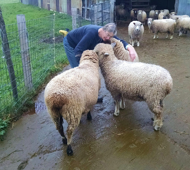 Knee Deep in Sheep: International Hug a Sheep Day!............Was Yesterday