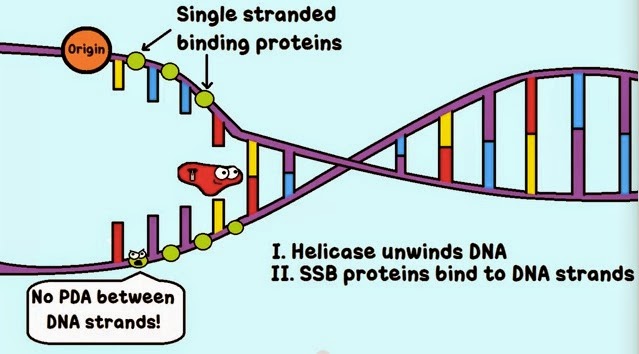 My Biology Blog: February 2015