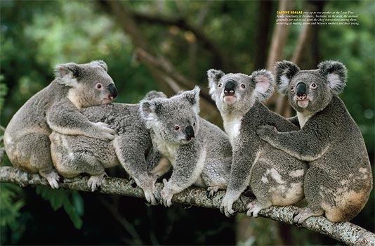 Koala,, Kok Kamu Lucu??? :p ~ is_Wavy