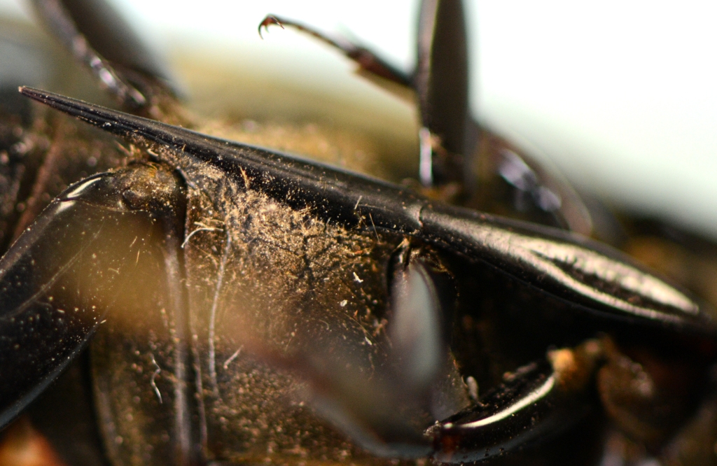 Ohio Birds and Biodiversity: Giant Black Water Beetle