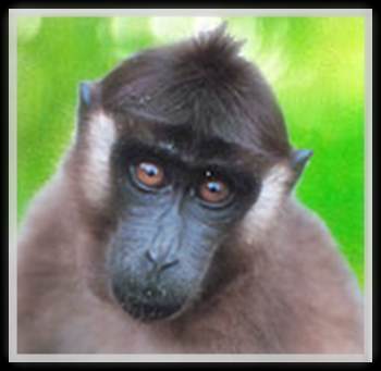 Beszamel i spółka bez ograniczeń: Makaki z wysp Mentawai