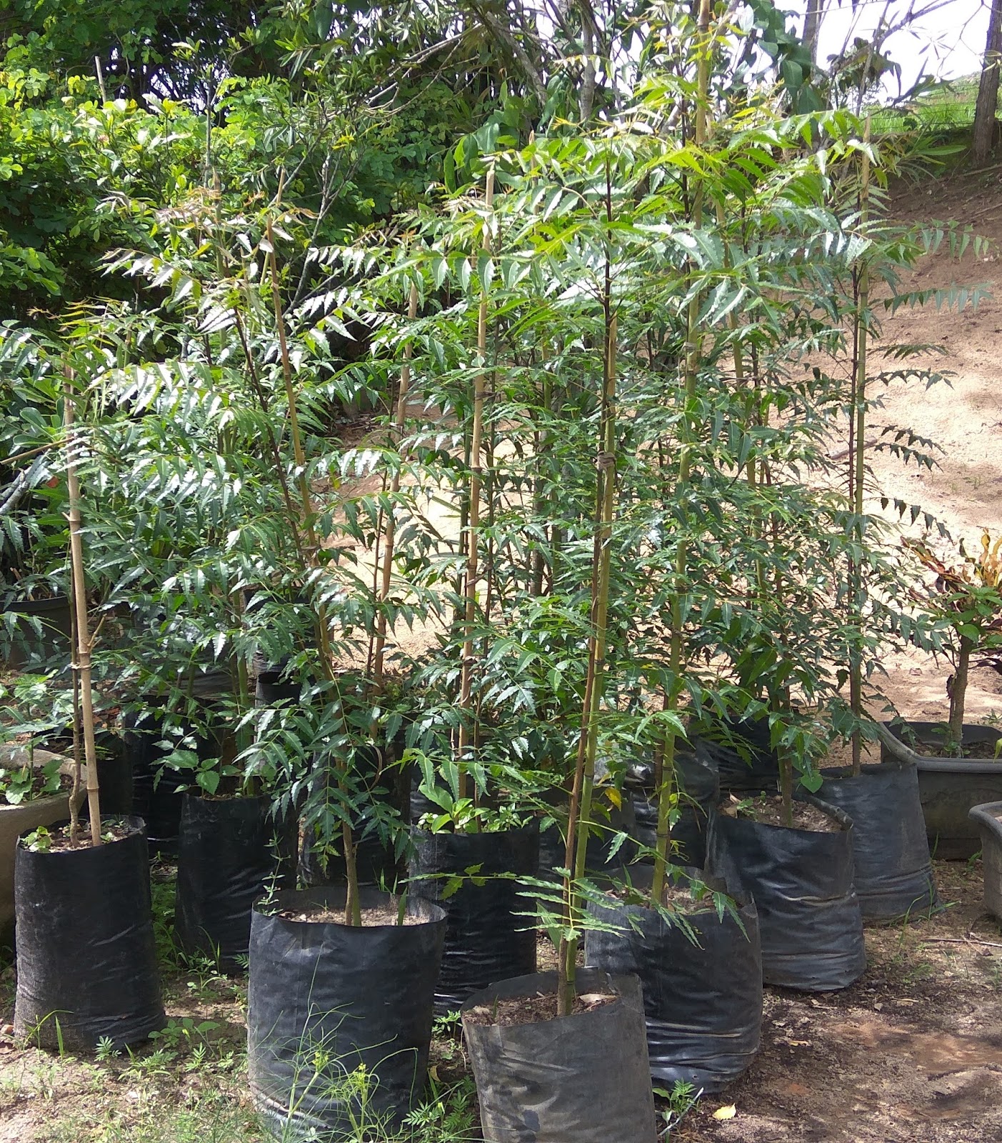 .::Jardim & Cia::.: Neem também chamada Nim indiano ou azadirachta indica