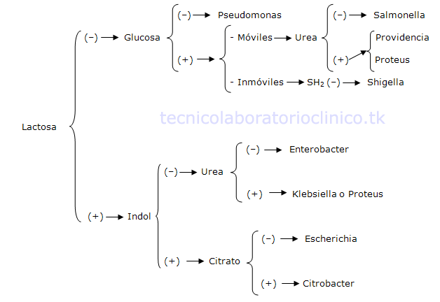 Técnico Laboratorio de Diagnóstico Clínico: CLASIFICACIÓN DE ...